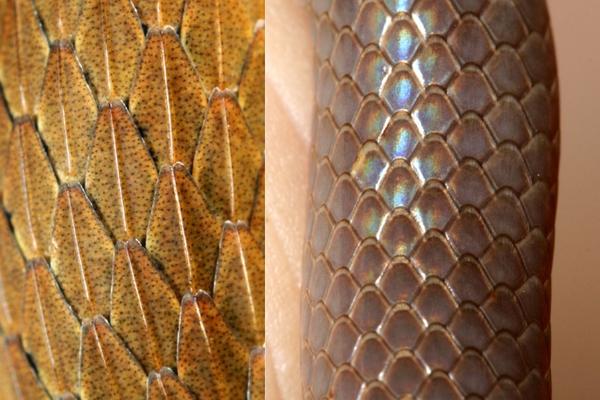 Smooth Greensnake | EEK WI