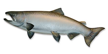 Fish Species of the Great Lakes | EEK WI