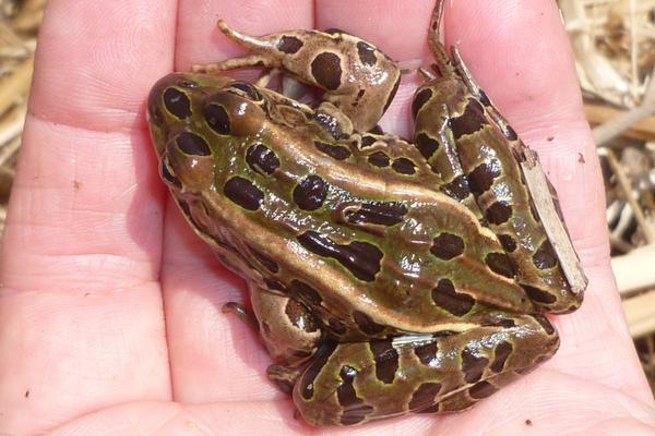 Northern leopard frog | EEK Wisconsin