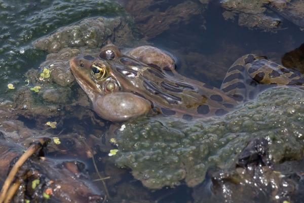 Northern leopard frog | EEK Wisconsin