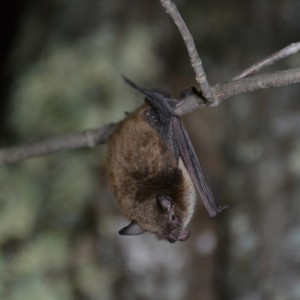 Bats of Wisconsin | EEK WI