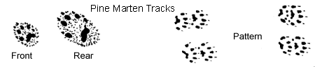 American Marten Tracks