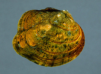 Mussels of Wisconsin | EEK WI