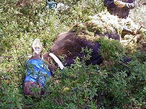 Moose | EEK WI