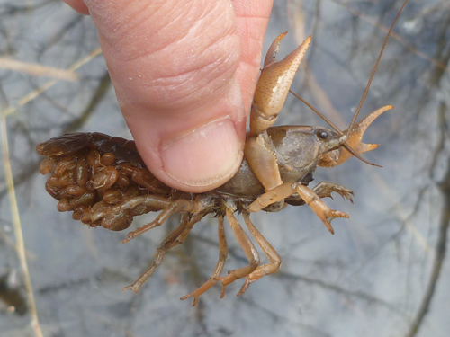Baby Crayfish