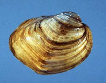 Mussels of Wisconsin | EEK WI