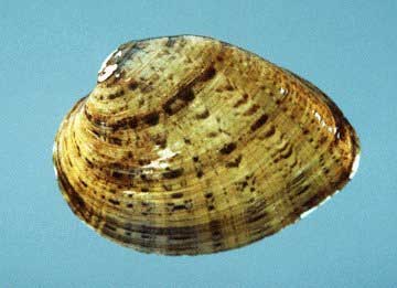 Mussels of Wisconsin | EEK WI