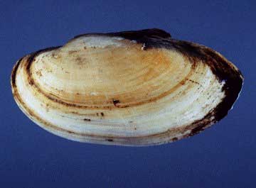 Mussels of Wisconsin | EEK WI