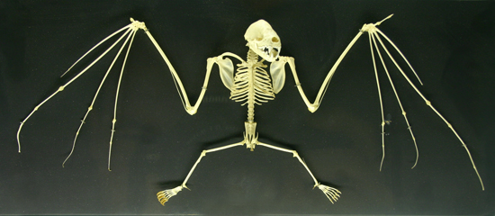 Batty for Change | Story Edventures | EEK WI