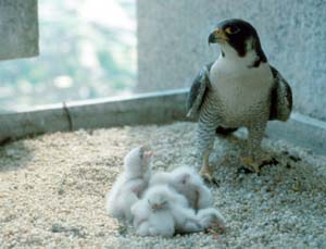 Peregrine Falcon | EEK WI
