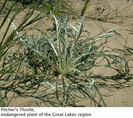 Great Lakes Sandy Dunes | EEK WI