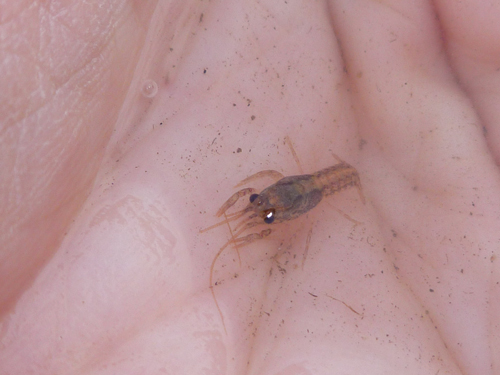 Baby Crawfish