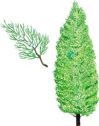 Red Cedar Tree Drawing