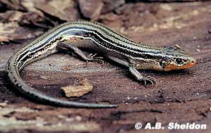 Lizards of Wisconsin | EEK WI