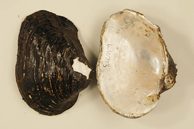 Mussels of Wisconsin | EEK WI