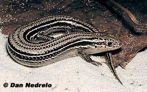 Lizards of Wisconsin | EEK WI