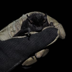Bats of Wisconsin | EEK WI