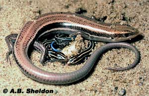 Lizards of Wisconsin | EEK WI