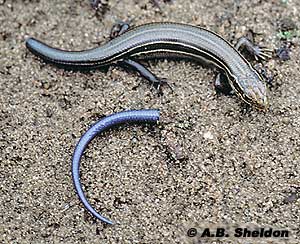 Lizards of Wisconsin | EEK WI