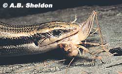 Lizards of Wisconsin | EEK WI