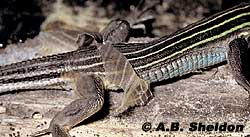 Lizards of Wisconsin | EEK WI