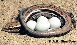 Lizards of Wisconsin | EEK WI