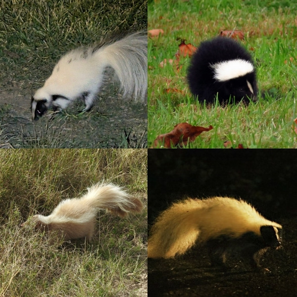 Striped Skunk | EEK WI
