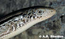 Slender Glass Lizard | EEK WI
