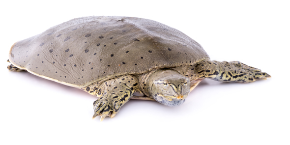 Spiny softshell turtle | EEK WI