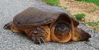 Alligator Snapping Turtle In Wisconsin