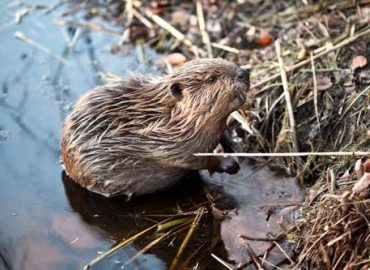 Explore Mammals | Animal Education for Kids | EEK! Wisconsin