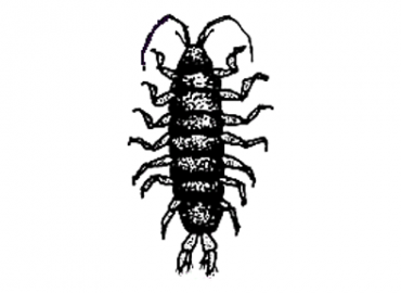 Explore Invertebrates | Animal Education for Kids | EEK! Wisconsin