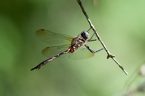 Dragonflies: Wisconsin's Aerial Acrobats | EEK WI