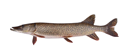 Northern Pike | EEK Wisconsin