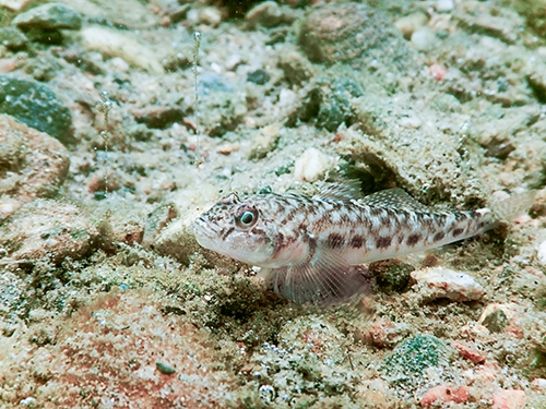 Alien Profile: Round Goby | EEK WI