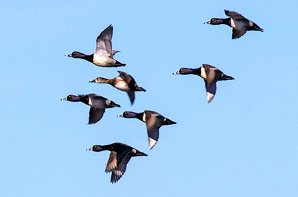 Celebrate International Migratory Bird Day | EEK WI