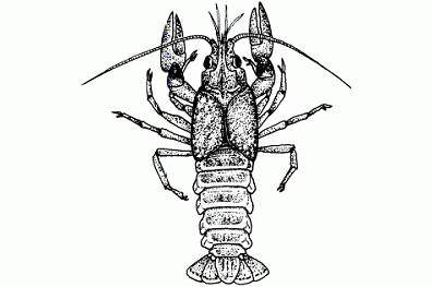 Crayfish | EEK Wisconsin