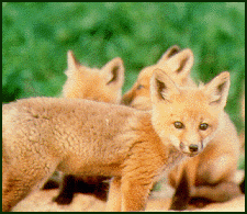 Leave Wild Animals in the Wild | EEK WI