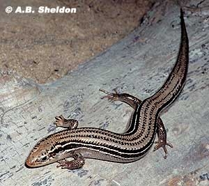 Prairie Skink | EEK Wisconsin