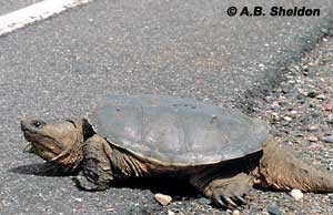 Tortuga mordedora común | EEK Wisconsin