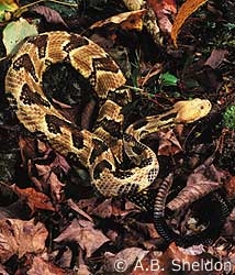 Timber Rattlesnake | EEK Wisconsin