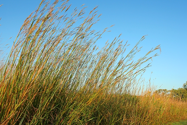 Big Bluestem | EEK WI