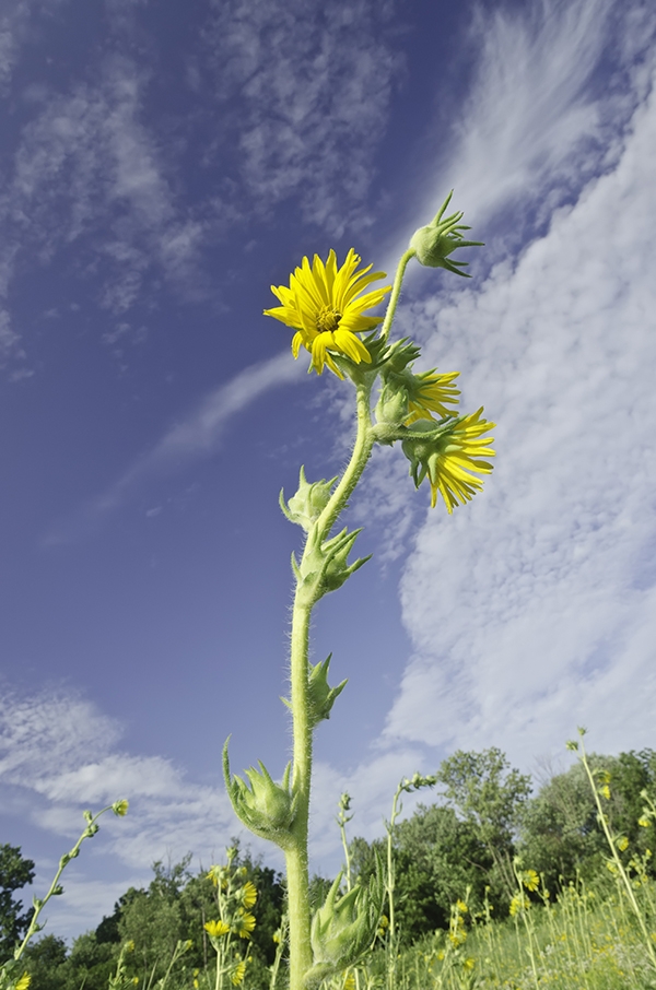 Compass Plant | EEK WI
