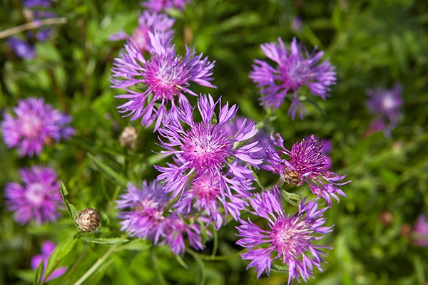 Spotted Knapweed | EEK WI