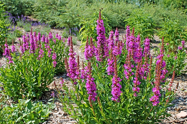 Purple Loosestrife Eek Wi
