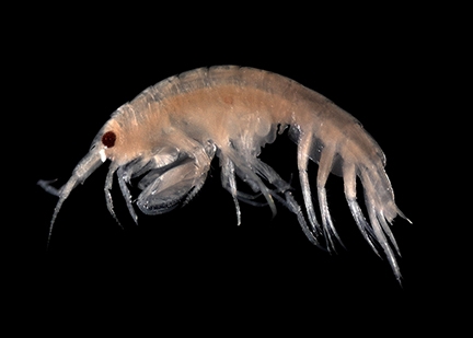 Scud or Amphipod | EEK WI