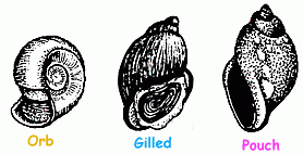 Orb, Gilled, and Pouch Snails | EEK Wisconsin