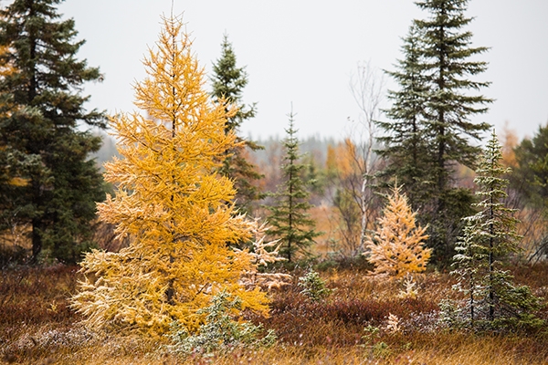 Tamarack or Eastern Larch | EEK WI