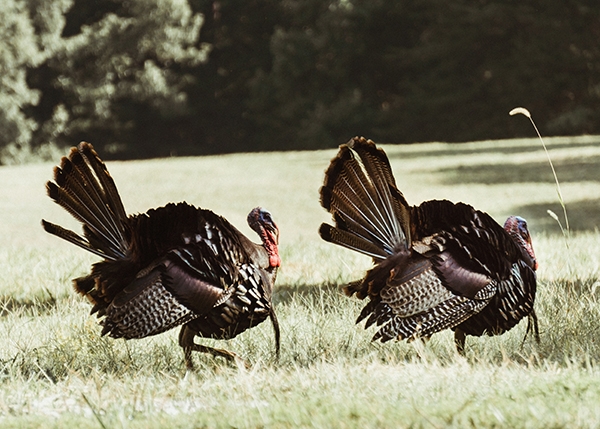 Hen Turkey Yelping