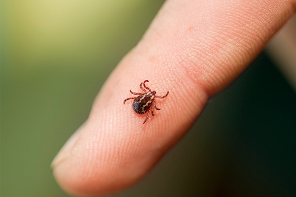 Ticks | EEK WI